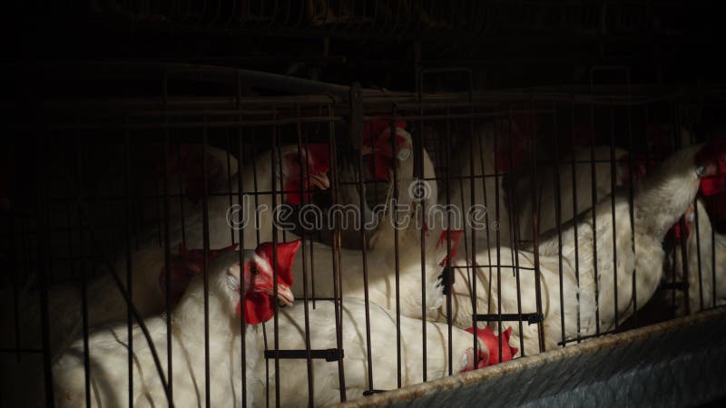 Chickens in a Chicken Coop at Sunset. Stock Photo - Image of black ...