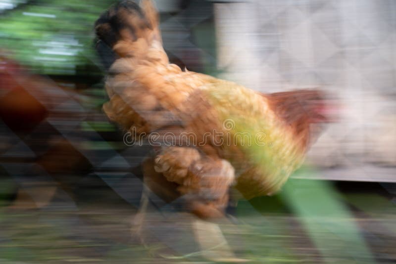 Chickens in Chicken Coop in Walk Stock Image - Image of countryside ...