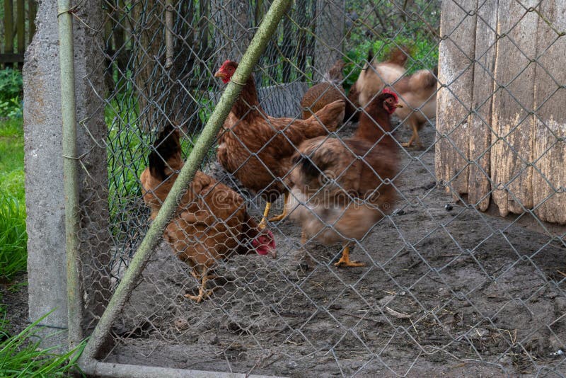 Chickens in chicken pen stock photo. Image of aves, walk - 328228716