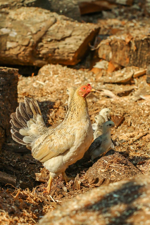 Chickens, chicks,animal stock photo. Image of chickens - 64974568
