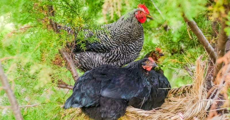 Chickens Resting Under Peony Bush Stock Photo - Image of farming, bird ...