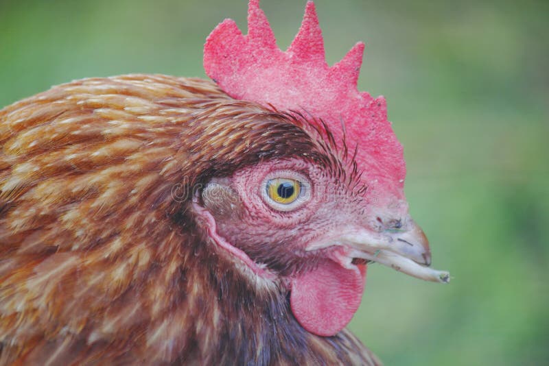 Chickens Clipped Beak stock photo. Image of extreme, industry - 27586948