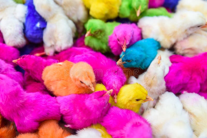 Chickens Colored Babies. a Group of Funny, Colorful Easter Chicks Stock ...