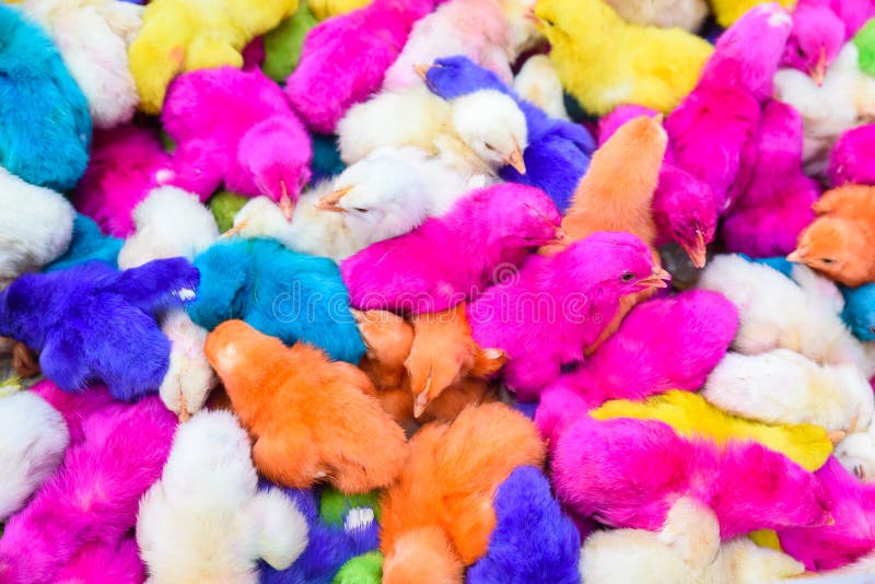 Chickens Colored Babies. a Group of Funny, Colorful Easter Chicks Stock ...