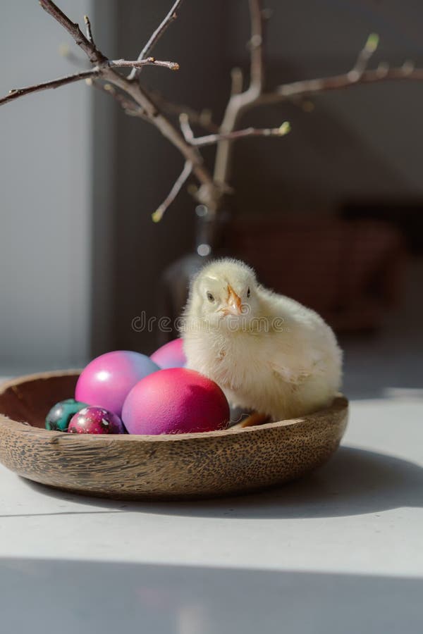 Chickens with Colored Easter Eggs on the Table Stock Image - Image of ...