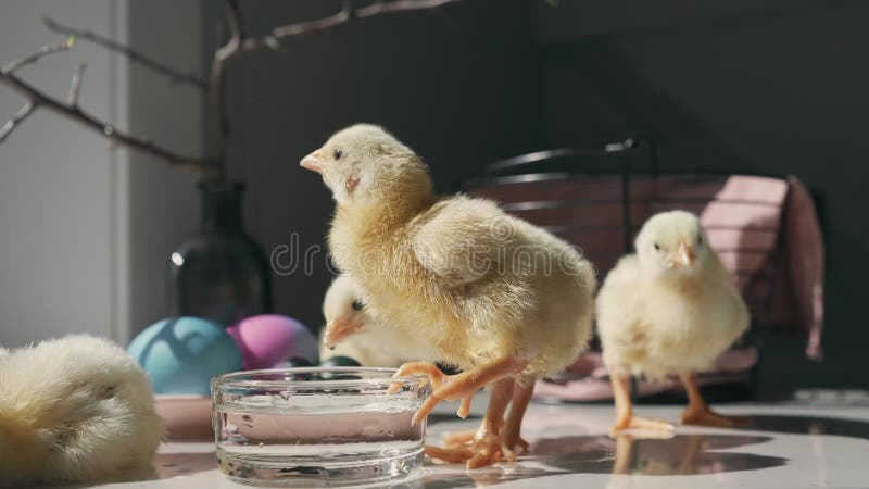 Chickens with Colored Easter Eggs on the Table Stock Video - Video of ...