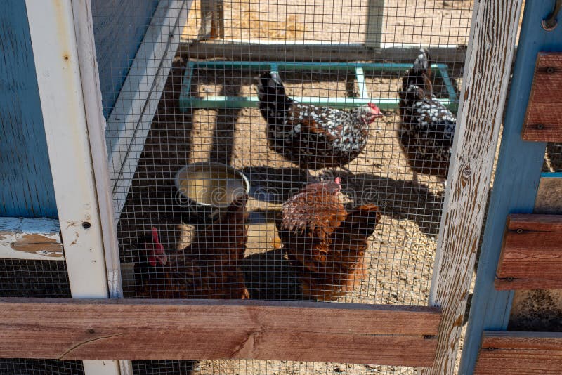 Chickens in the coop stock image. Image of chickens - 325613185