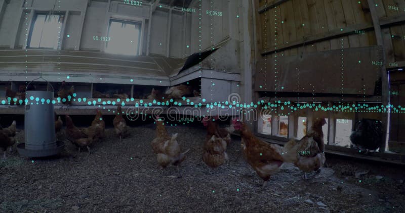 Chickens in Coop with Data Processing Animation Overlaying Their ...