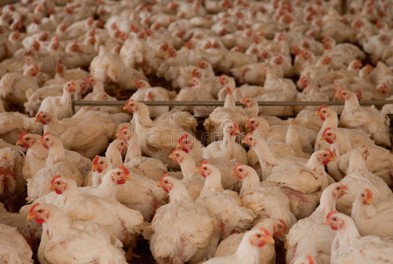 Chickens in Cot stock photo. Image of farming, husbandry - 13995122