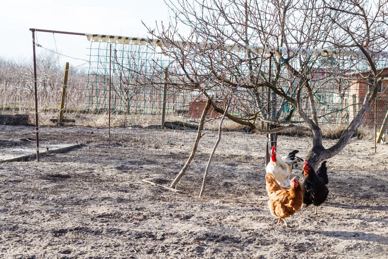 Chickens in Country Backyard Gardens in Spring Stock Photo - Image of ...