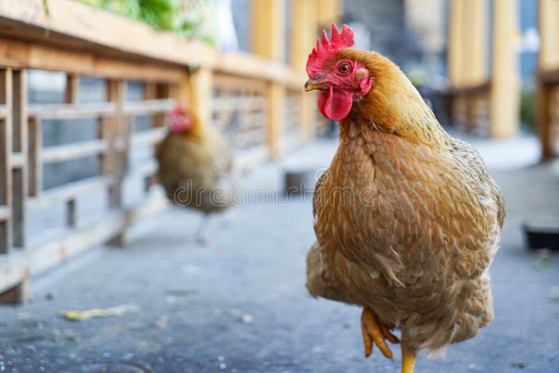 Chicken Poultry Outdoors in the Countryside Stock Photo - Image of ...
