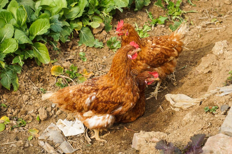 Chicken Poultry Outdoors in the Countryside Stock Image - Image of ...