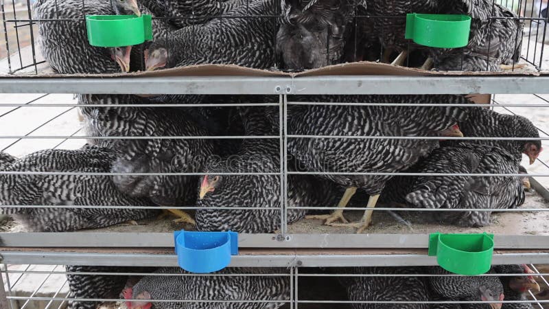Overcrowded Chicken Coop Dirty, Rusty Cage, Live Poultry. Pakistani ...