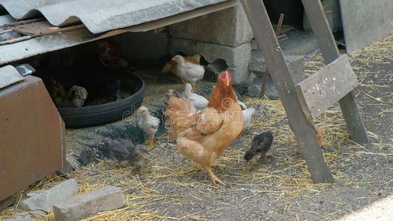 Chickens of Different Breeds in the Yard of a House on a Farm Stock ...