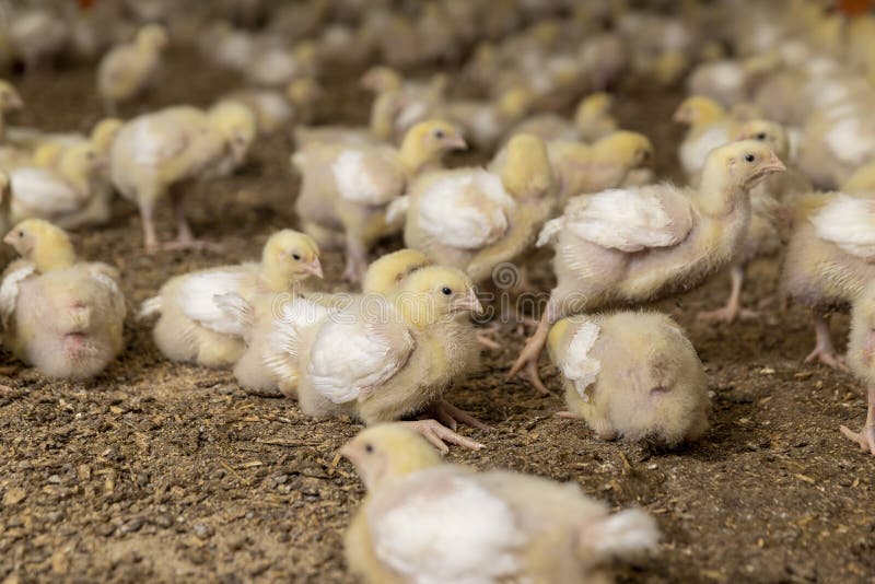 Chickens in Down and Feathers during Cultivation at a Poultry Farm ...