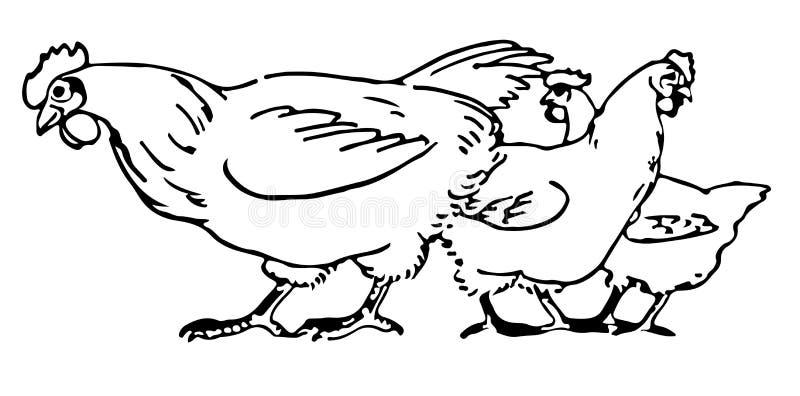 Hand draw chicken family stock vector. Illustration of cute - 6996351