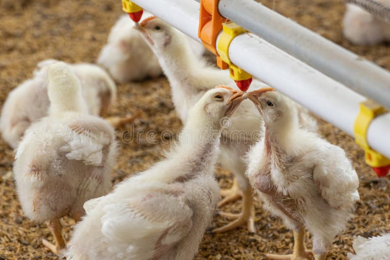 Chickens are Drinking Water in Close Farm, Temperature and Light ...