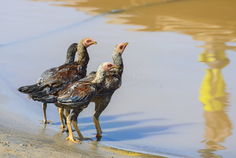 Chickens Drinking Water from the River Stock Image - Image of water ...