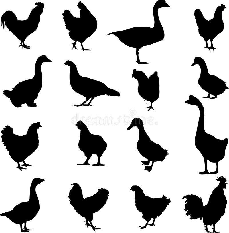 Chickens, ducks and geese stock vector. Illustration of goose - 16448783