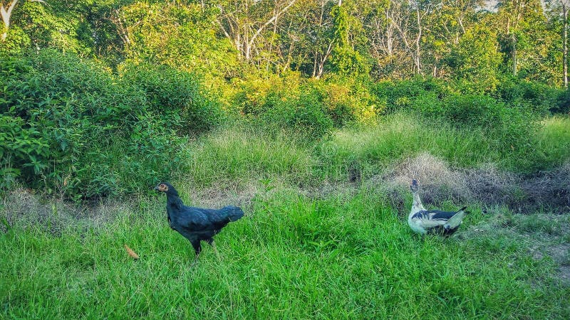 Chickens and Ducks Walking Looking for Food in the Backyard Stock Image ...