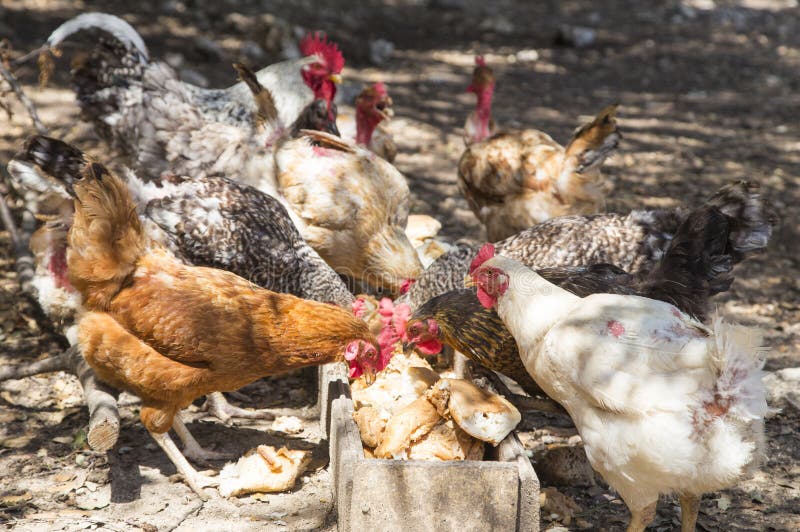 Chickens Eating bread stock photo. Image of closeup, farm - 41909998