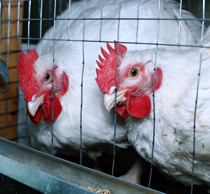 Chickens Eating Combined Feed in the Cage Stock Photo - Image of feed ...