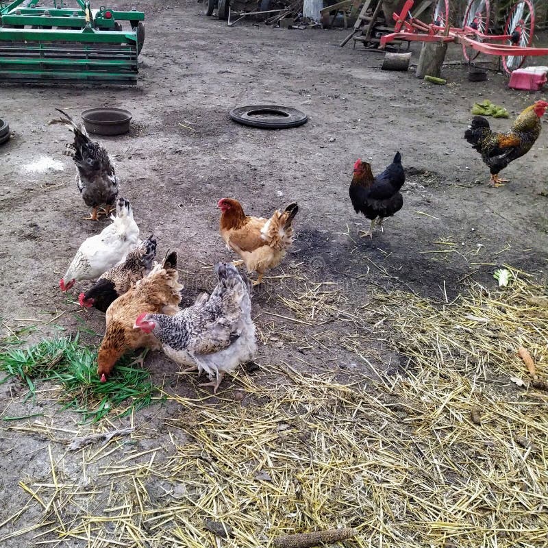 Chickens Eating Feed in Farm Yard Stock Photo - Image of spring, eating ...