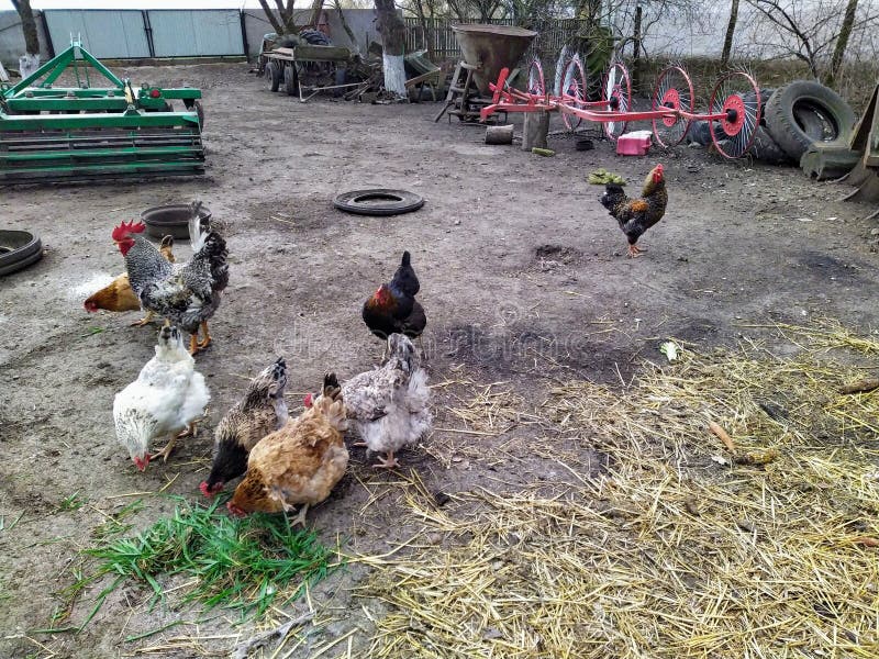Chickens Eating Feed in Farm Yard Stock Photo - Image of farming ...