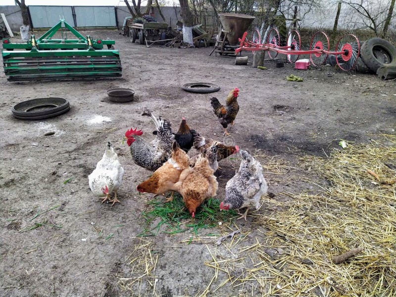 Chickens Eating Feed in Farm Yard Stock Photo - Image of springtime ...