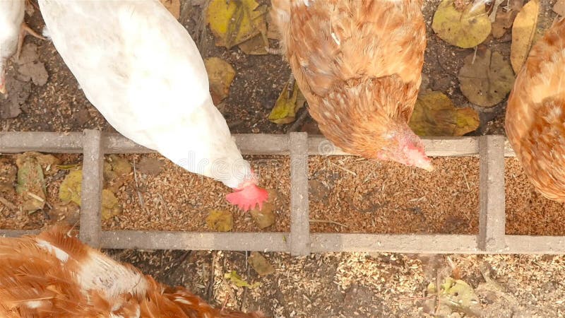 Chickens Eating Grain at a Farm Outdoors Stock Footage - Video of meat ...