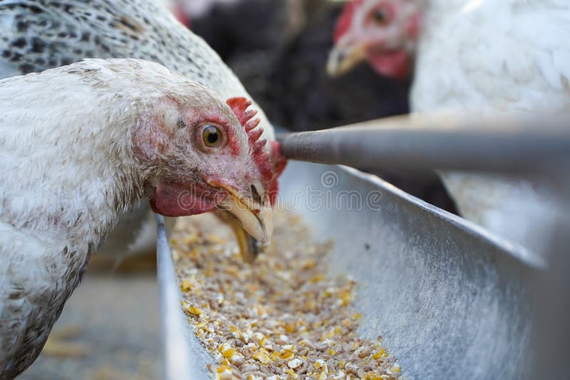 Chickens while Eating Grains in a Summer Day Stock Photo - Image of ...