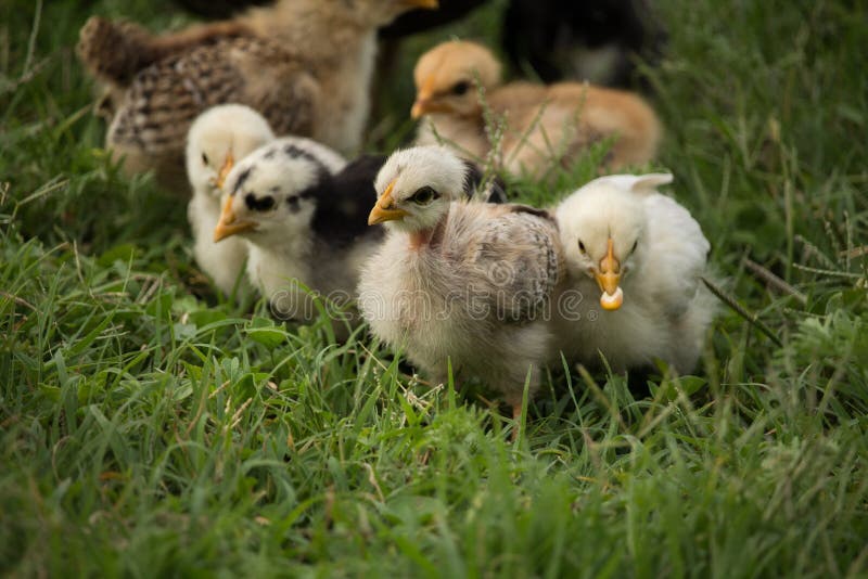 Farm chickens eating corn stock photo. Image of meadow - 22716966