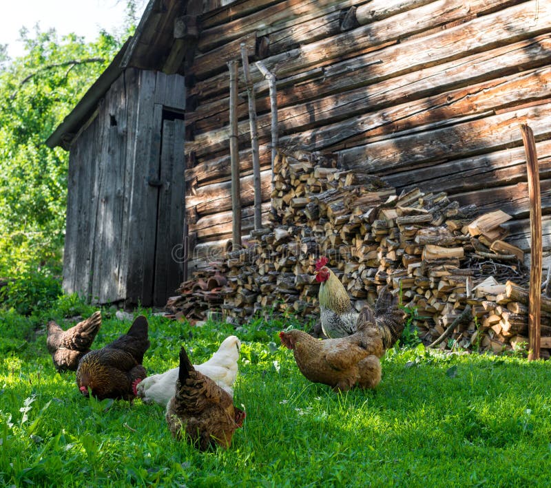 Eating Chickens on Poultry Yard Stock Photo - Image of farming, animal ...