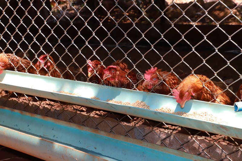 Chickens Eggs Farm, Chickens Eating Food in Farm Stock Image - Image of ...