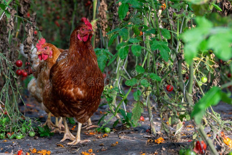 Chickens Exploring As Tomatoes Ripen on the Vine Stock Photo - Image of ...