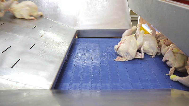 Chickens Fall on the Track for Distribution between Workers and Boning ...
