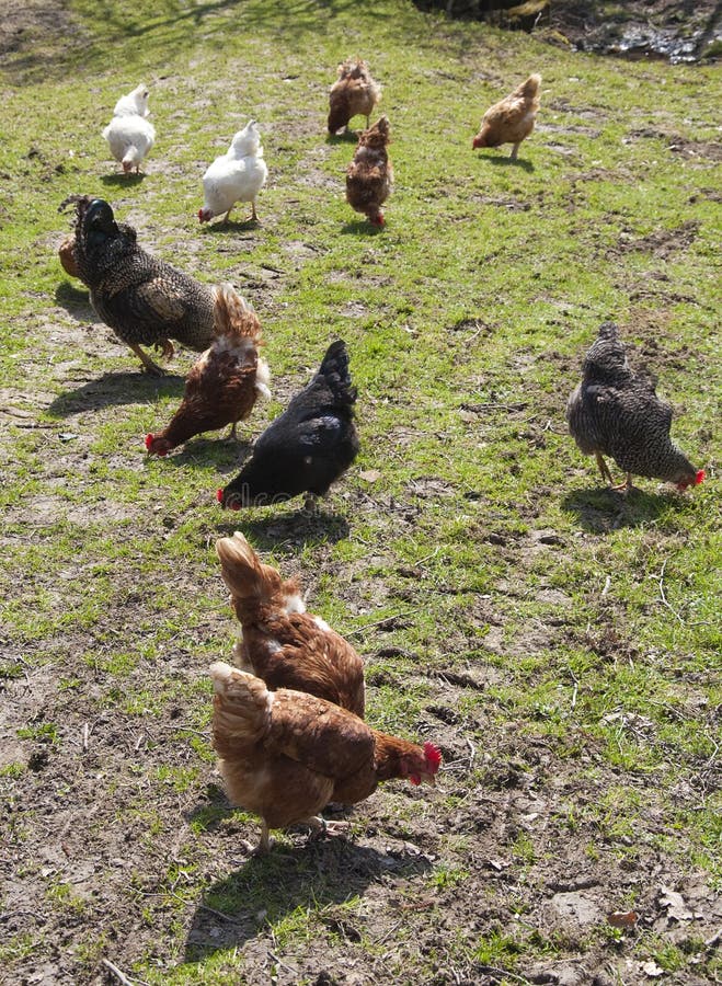 Chickens on farm stock photo. Image of countryside, farming - 35618050