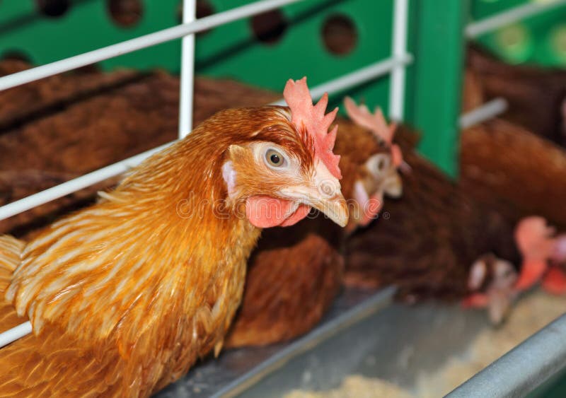 Red chickens stock photo. Image of agriculture, feathers - 20503072