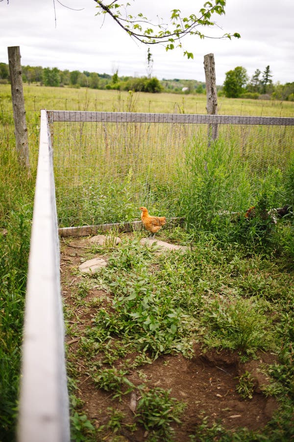 Chickens on a farm stock photo. Image of greenery, agriculture - 238287246