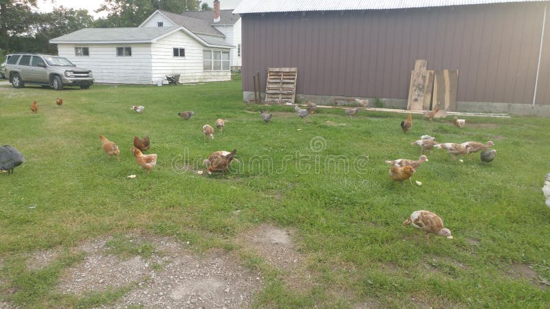 Chickens stock photo. Image of life, chickens, animals - 104874032