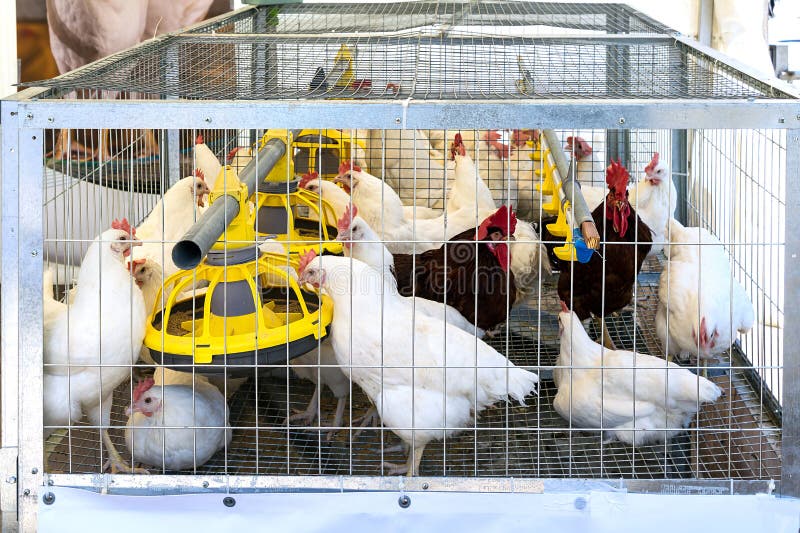 Chickens in Farm Metal Cage Stock Photo - Image of chicken, farming ...