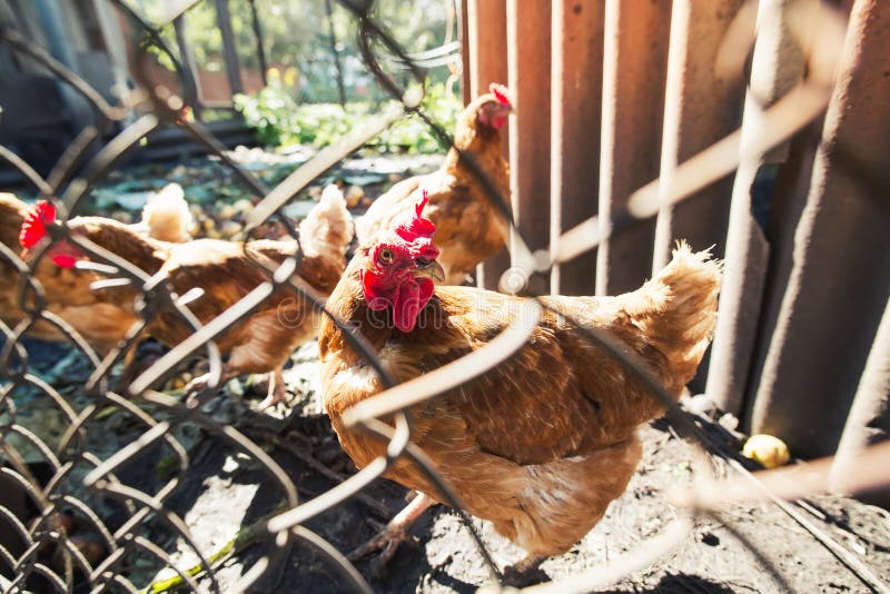 Chickens Farm, Real Scenery Stock Photo - Image of chick, rural: 58952942