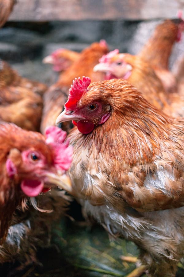 Chickens on the Farm. Toned, Style, Color Photo. Stock Image - Image of ...