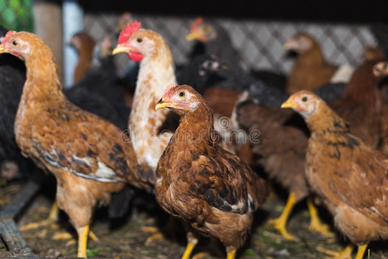 Chickens on the Farm. Toned, Style, Color Photo Stock Image - Image of ...