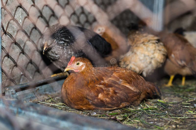 Chickens on the Farm. Toned, Style, Color Photo Stock Image - Image of ...