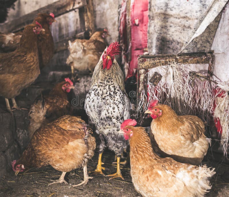 Chickens on the Farm. Toned, Style, Color Photo Stock Image - Image of ...