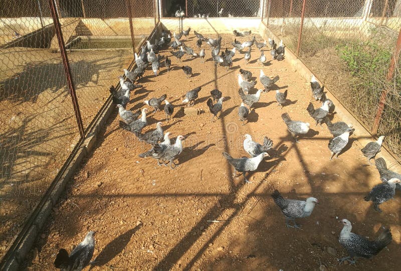 Chickens in a farm stock image. Image of chicken, agriculture - 82862285