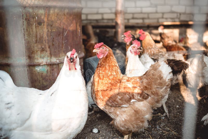 Chickens in the farmyard stock image. Image of farmyard - 99772563