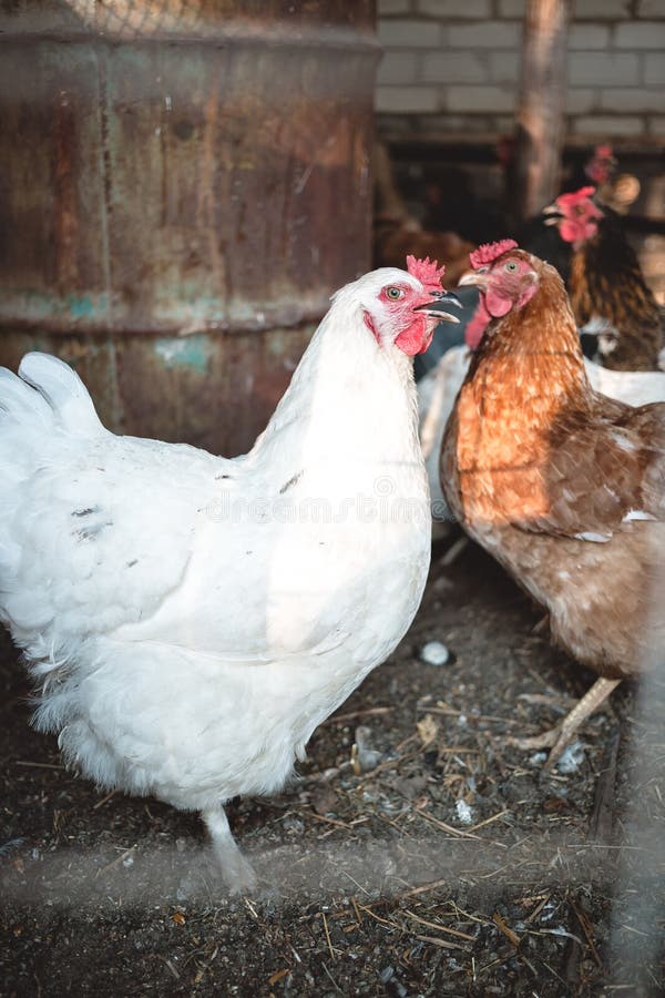 Chickens in the farmyard stock photo. Image of country - 99824176