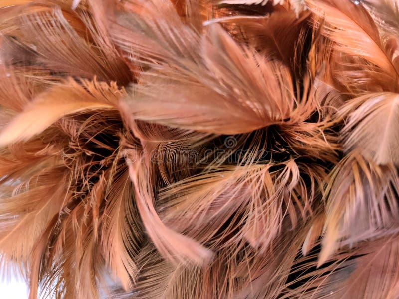Chickens feather texture stock image. Image of background - 170360429